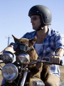 Movie Review – Red Dog